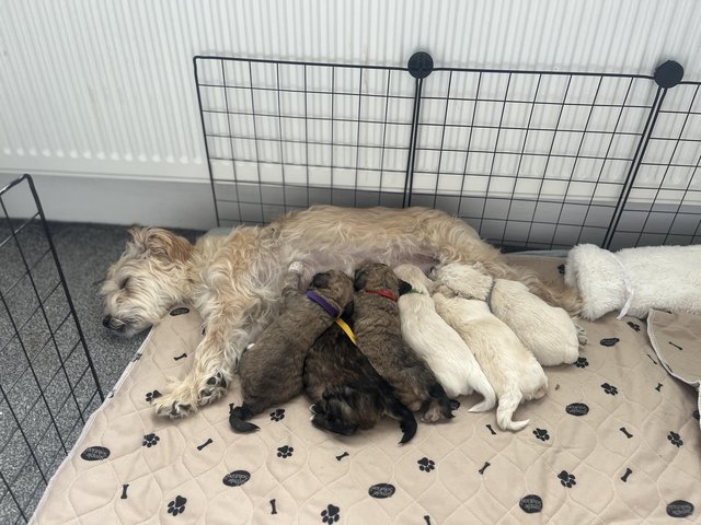 free good home puppy Dogs Puppies Rehome and Buy with ZERO fees Preloved