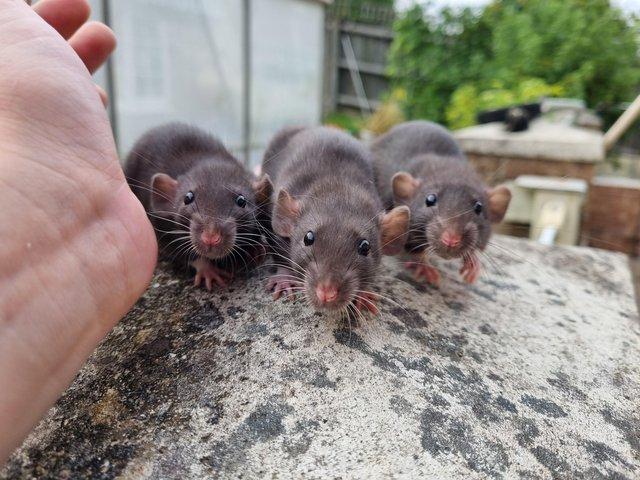 Baby black dumbo rats ready now For Sale in Tidworth, Wiltshire | Preloved