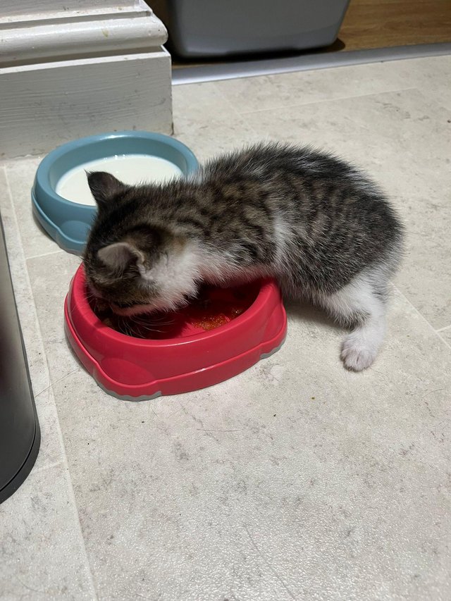 Local Classifieds | Preloved