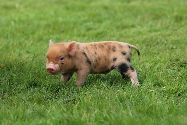 Micro miniature piglets - For Sale in Hereford, Herefordshire | Preloved