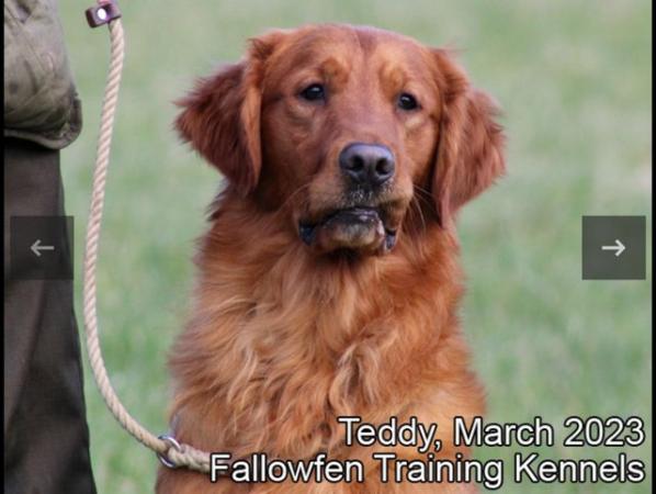 Gorgeous Fox Red Golden Retriever Puppies For Sale in Northampton ...