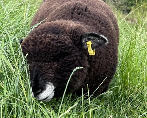 Pedigree Coloured Ryeland Ewe Lambs and Wethers For Sale in Rishworth ...