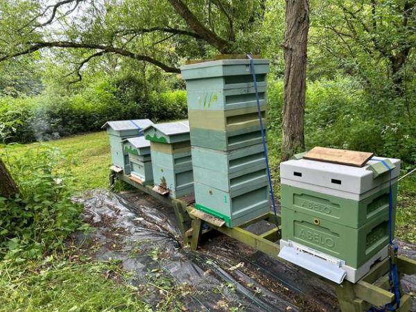 nuclear of Honey Bees for sale For Sale in Elkesley, Retford Notts ...