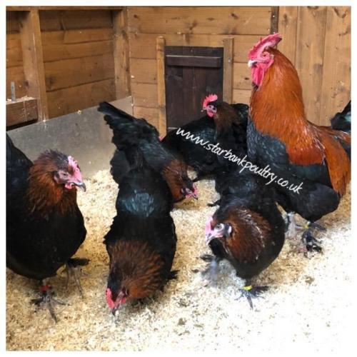 *POULTRY FOR SALE,EGGS,CHICKS,GROWERS,POL PULLETS* For Sale in Bacup ...