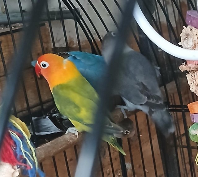 Local Classifieds | Preloved