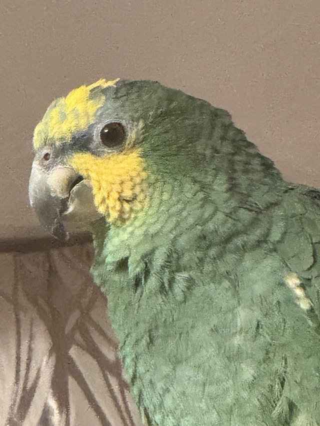 Large birds for sale store