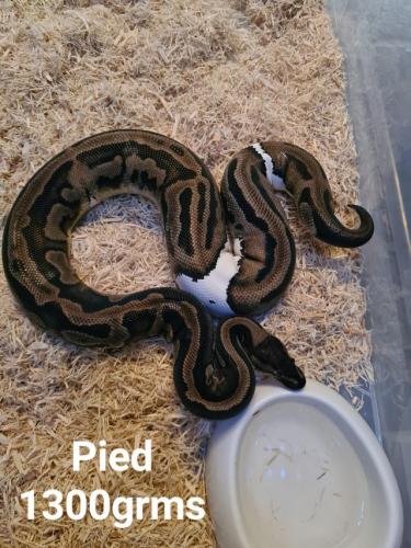 Ball Python Collection: Racks and Snakes Complete For Sale in Doncaster ...