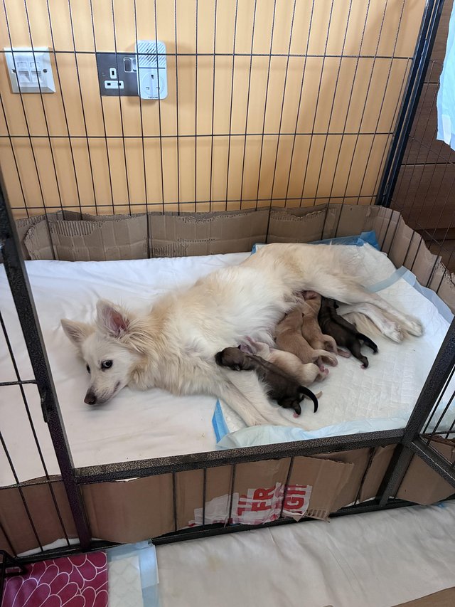 Local Classifieds | Preloved