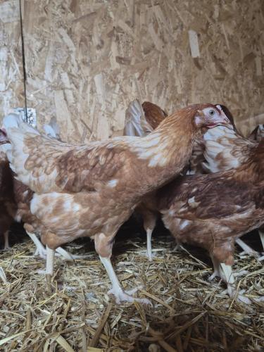 Point of lay Hybrid hen - Goldline lohman brown For Sale in Tiverton ...