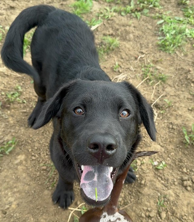 Local Classifieds | Preloved