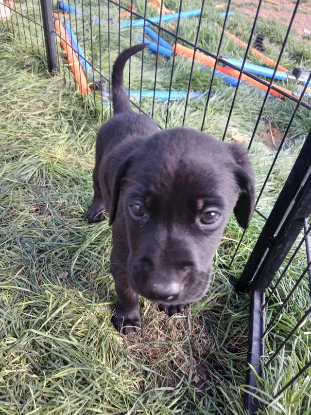 Local Classifieds | Preloved