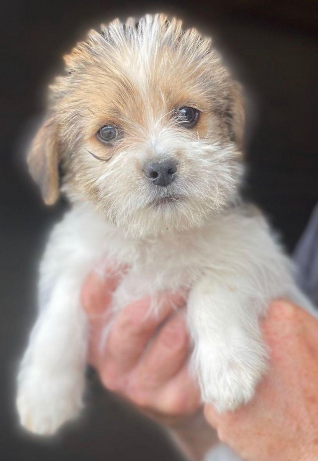 Local Classifieds | Preloved