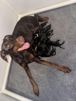 Local Classifieds | Preloved