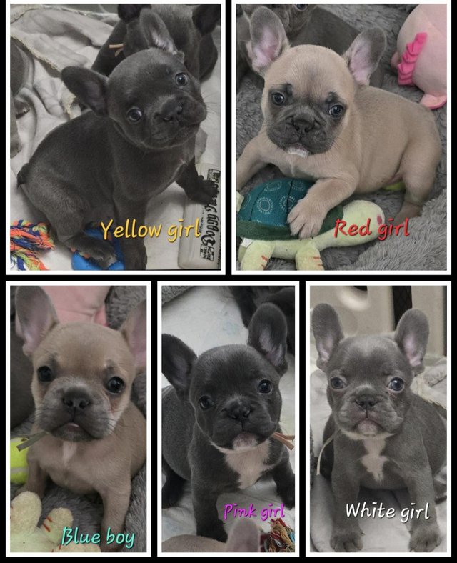 Local Classifieds | Preloved