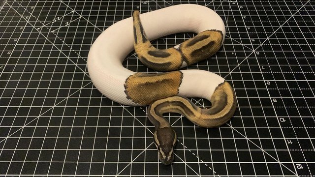 2023 Male Ghi Pied (leopard) Ball Python Royal Snake For Sale in Hilton ...