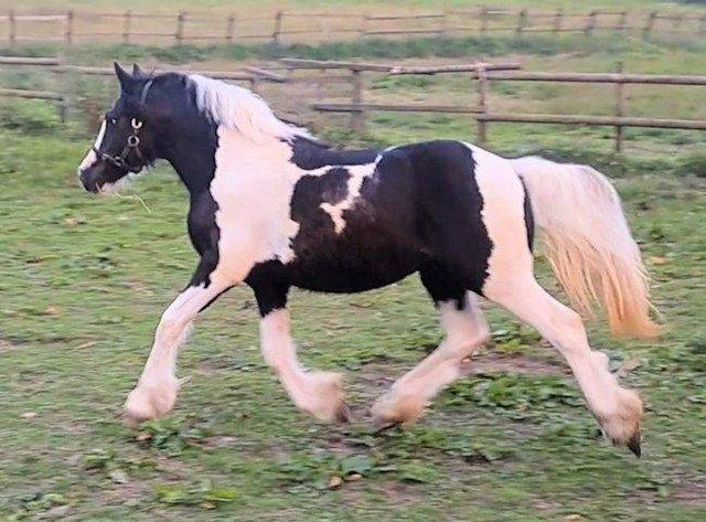 Flashy 2 yo Coloured Native Cob Filly - To Make 14.2 For Sale in Dudley ...