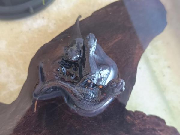 2X CHINESE FIRE BELLIED NEWTS (Cynops Orientalis) For Sale in ...