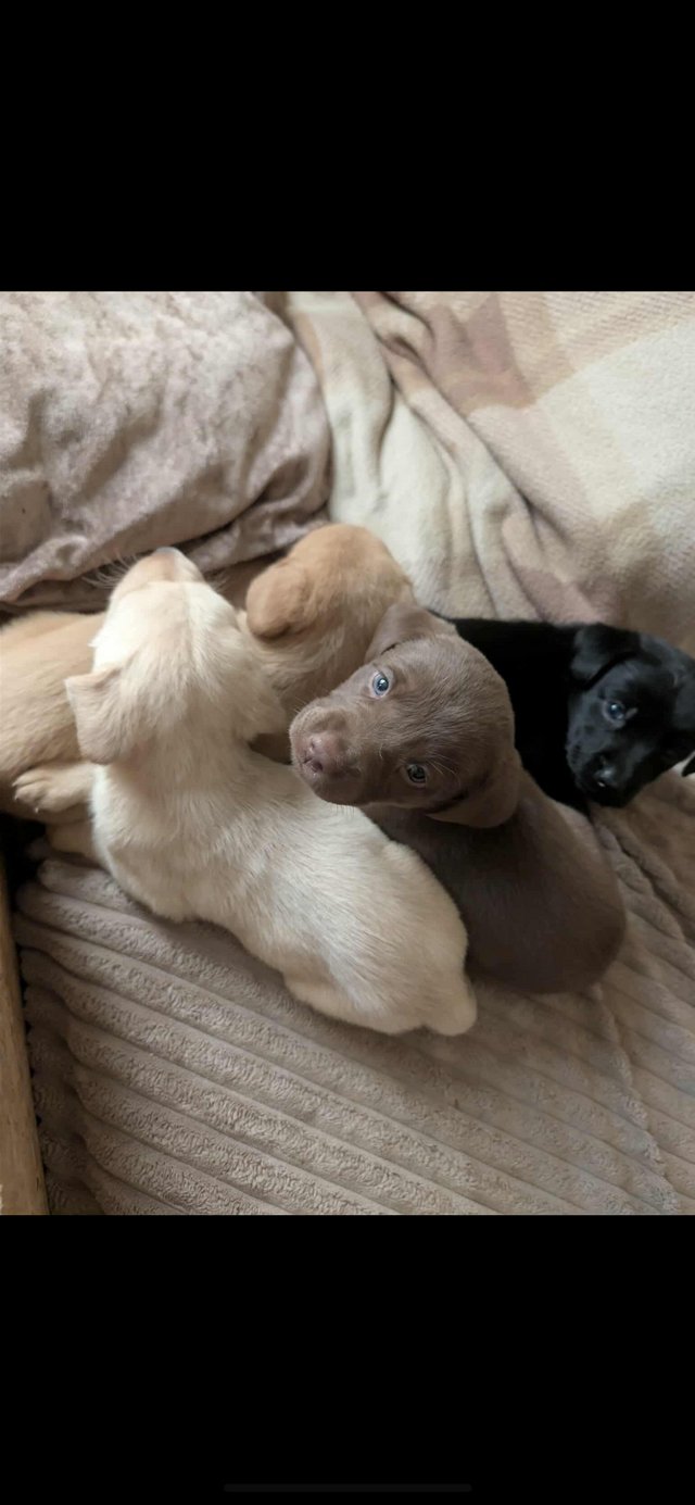 Local Classifieds | Preloved