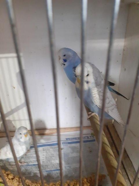 Local Classifieds | Preloved