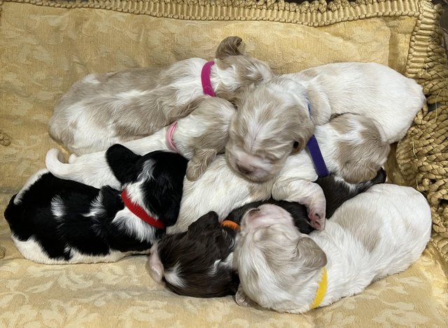 Local Classifieds | Preloved