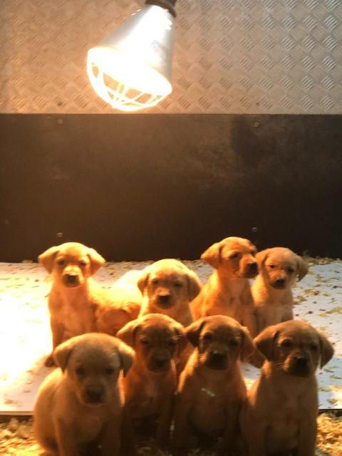 Local Classifieds | Preloved