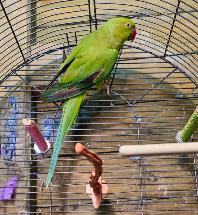 Female indian ringneck parakeet For Sale in Derby, Midlands | Preloved
