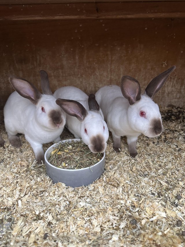 Local Classifieds | Preloved