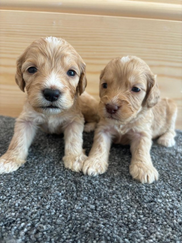 Local Classifieds | Preloved