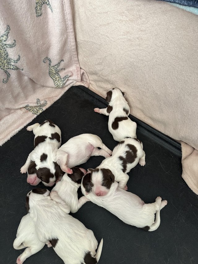 Local Classifieds | Preloved