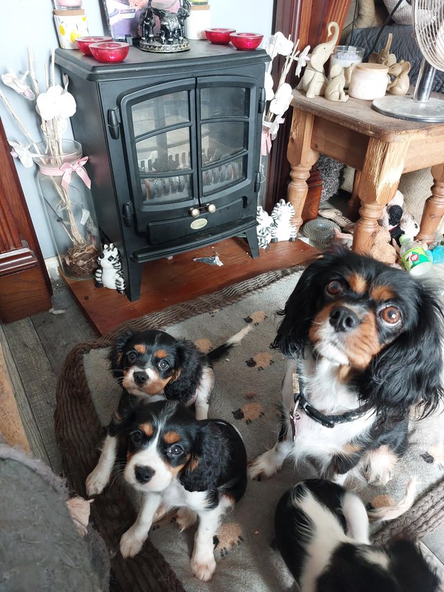 Local Classifieds | Preloved