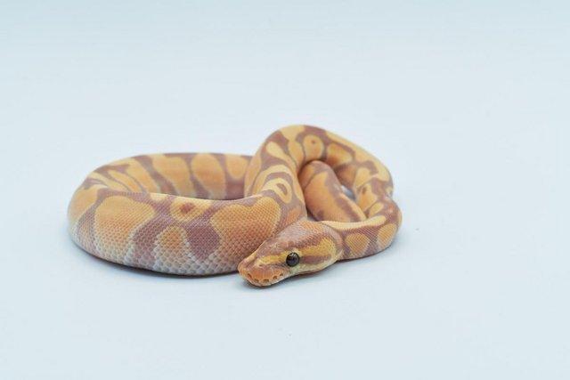 Baby Royal Python Pastel Banana Enchi 100% Het Clown MALE For Sale in ...