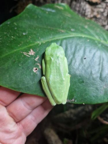 Red eyed tree frog female For Sale in Liverpool, — | Preloved