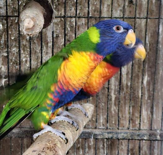 Large Selection Of Avairy Birds And Parrots For Sale in Birmingham ...