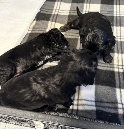 3 Beautiful Cockapoo X Cavapoo Puppies For Sale For Sale in Tetbury ...