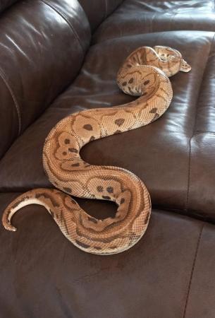 ball python with full viv set up and food For Sale in Stafford ...