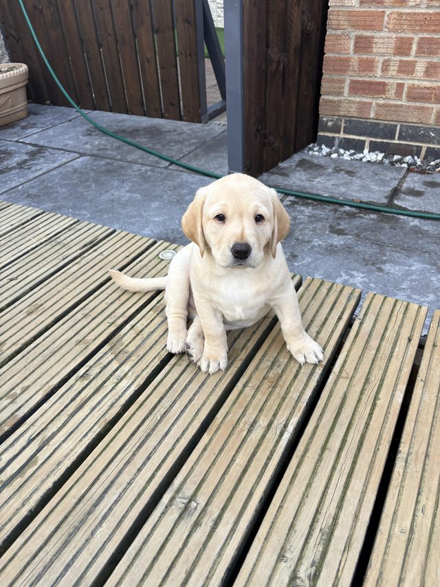 Local Classifieds | Preloved