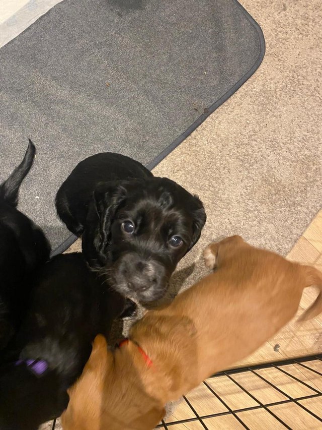 Local Classifieds | Preloved