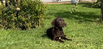 springadors - Dogs & Puppies, Rehome and Buy with ZERO fees | Preloved