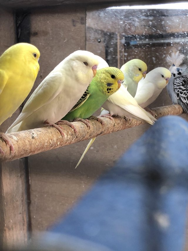 Local Classifieds | Preloved