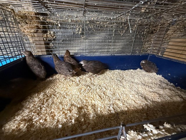 Local Classifieds | Preloved