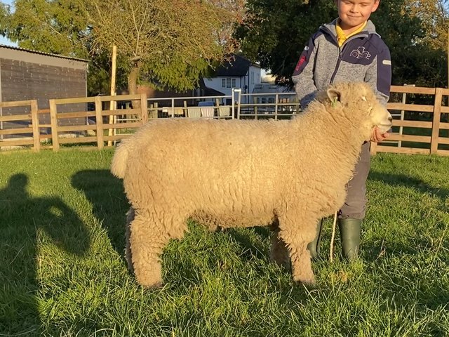Ryeland Ram Lamb - registered For Sale in Spilsby, Lincolnshire | Preloved