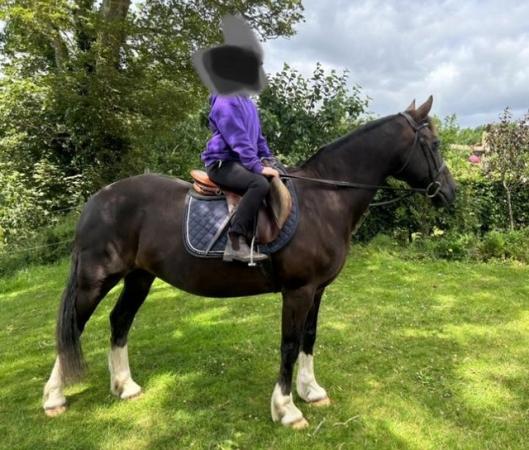 Beautiful 13.2hh happy hacker pc pony For Sale in Grantham ...