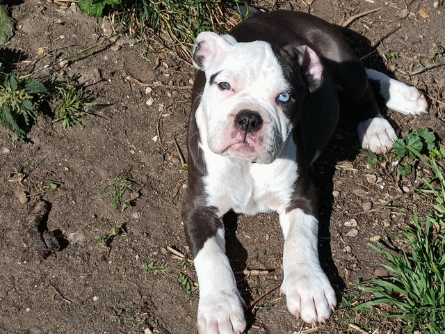 9 week old alpha blue blood bulldog For Sale in Ely Littleport ...