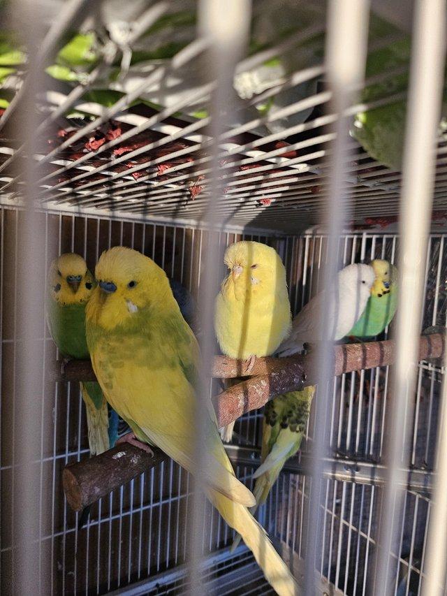 Local Classifieds | Preloved