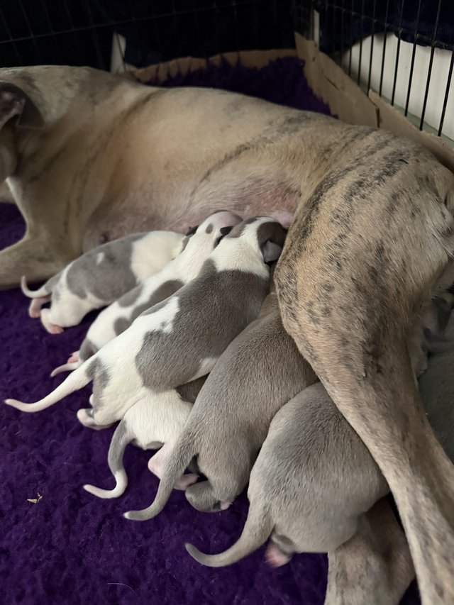 Local Classifieds | Preloved