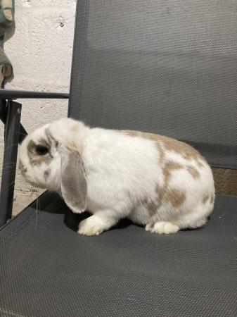 Stunning adult blue tri mini lop boy For Sale in Shrewsbury, Shropshire ...